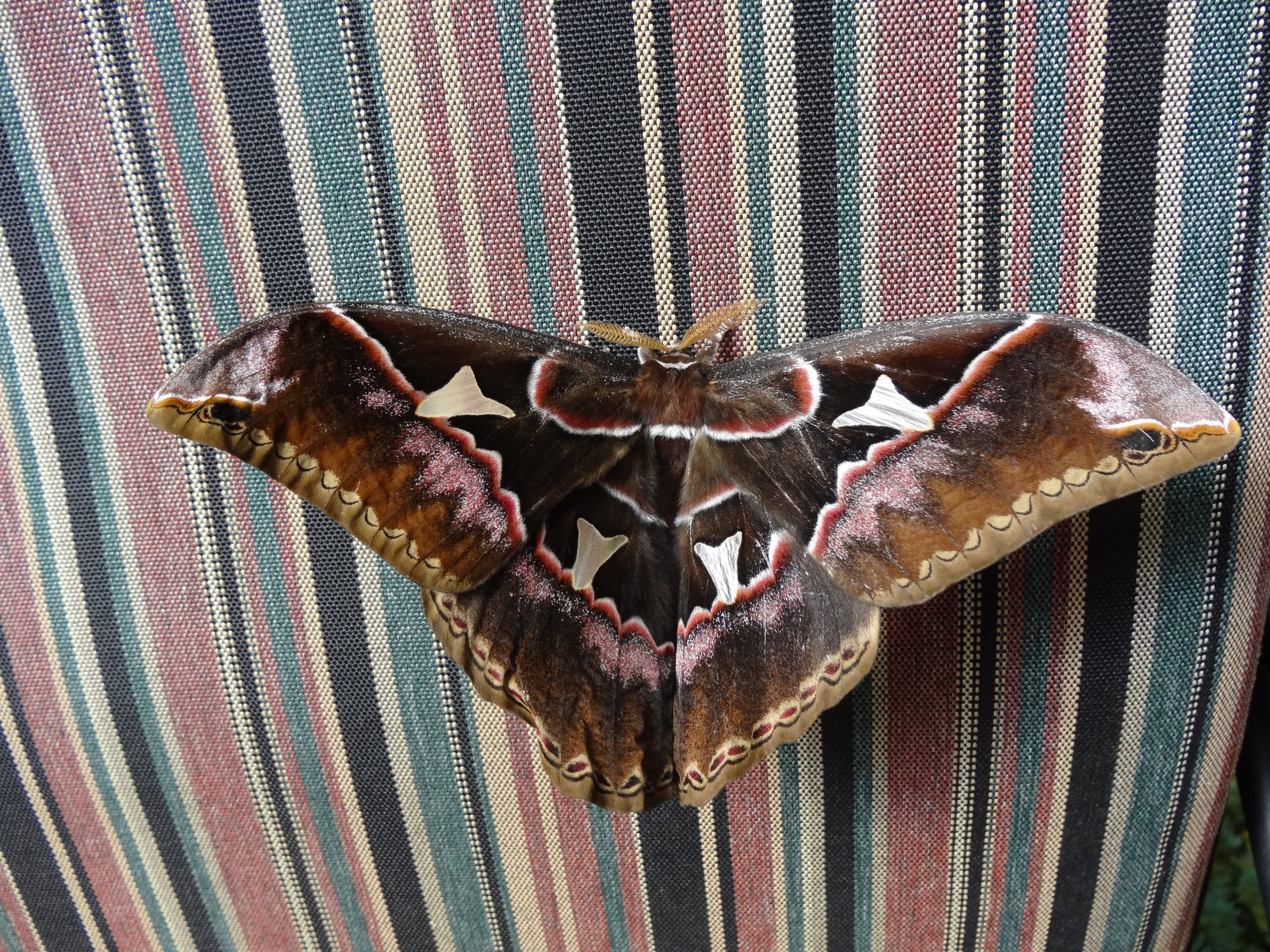 Rothschildia Polilla | Finca Drácula