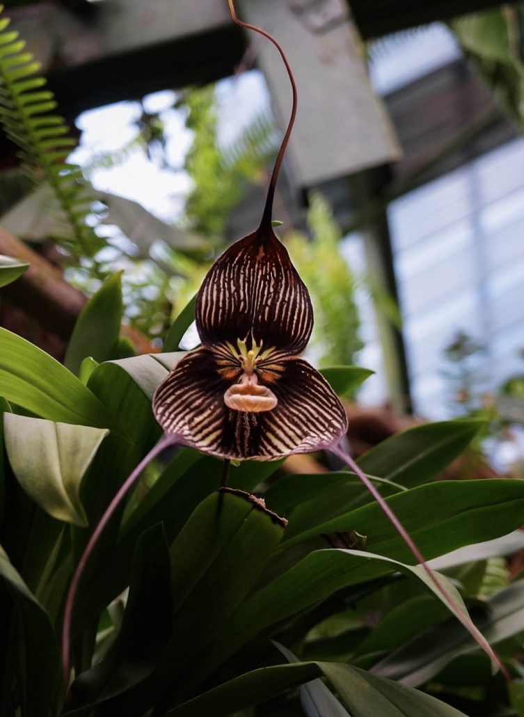 Dracula vampira | Finca Drácula