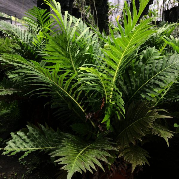 Blechnum gibbum 'Silver Lady' - Finca Drácula