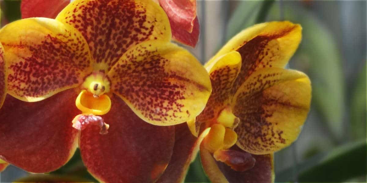 Cuidado de Vandas | Finca Drácula