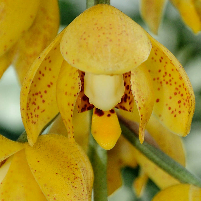 Acineta densa | Finca Drácula